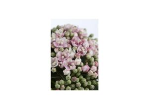 4063654241980 - Viburnum tinus Eve Price Lorbeer-Schneeball immergrün 30–40 cm