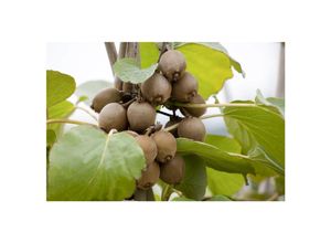 4063654234555 - Actinidia chinensis Jenny Kiwi selbstfruchtend 40–60 cm