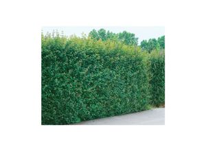 4063654348306 - Acer campestre Feldahorn 100–125 cm robust und pflegeleicht