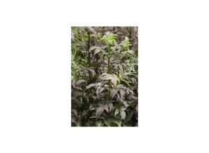4063654243526 - Sambucus nigra Black Tower Schwarzer Holunder dunkelviolett 40–60 cm