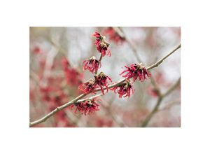 4063654226468 - Hamamelis intermedia Rubin Zaubernuss rubinrot 60–80 cm