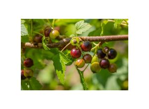 4063654820918 - Ribes nigrum Ben Sarek Schwarze Johannisbeere 30–40 cm