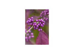4063654251484 - Callicarpa bodinieri Profusion Schönfrucht violette Beeren 80–100 cm