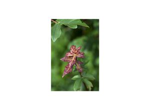4063654244073 - Acer campestre Feldahorn 60–100 cm