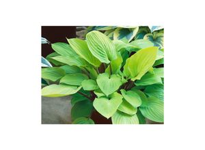 4063654300175 - Hosta x cultFire Island Funkie gelbgrün ca 9x9 cm Topf
