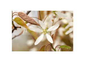 4063654028291 - Amelanchier lamarckii Kupfer-Felsenbirne 60–100 cm