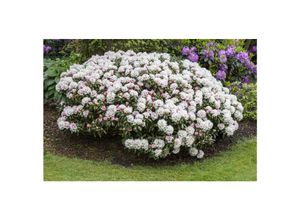 4063654090557 - Rhododendron yakushimanum Dreamland rosa Blüten 20–25 cm