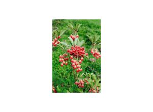 4063654234111 - Enkianthus campanulatus Ruby Glow Glockenstrauch rot 30–40 cm