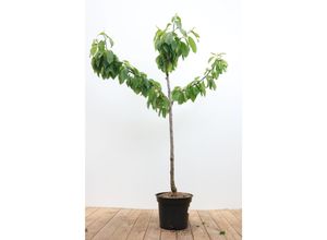 4063654247050 - Prunus avium Büttners Roter Knorpel Süßkirsche 150–200 cm