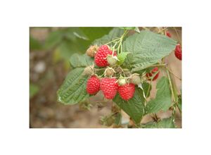 4063654838791 - Rubus idaeus Glen Ample Himbeere 40–50 cm