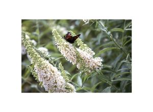 4063654002444 - Buddleja White Profusion Schmetterlingsflieder weiß 80–100 cm