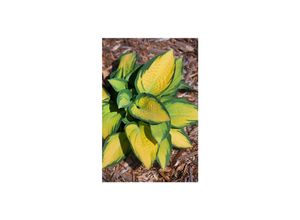 4063654300267 - Hosta x fortunei Orange Marmalade Funkie grün-gelb ca 9x9 cm Topf