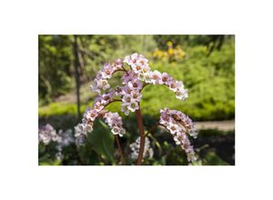 4063654289753 - Bergenia cordifolia Schneekönigin Riesensteinbrech weiß ca 11x11 cm Topf