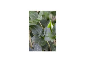 4063654240556 - Hedera helix Plattensee Efeu immergrün 60–100 cm