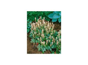 4063654313335 - Tiarella laciniata Pink Bouquet Schaumblüte rosa ca 9x9 cm Topf