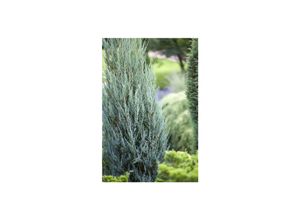 4063654814801 - Juniperus scopulorum Blue Arrow Säulenwacholder blaugrün 60–80 cm