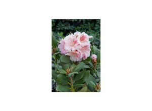 4063654077800 - Rhododendron Hybr Double Dots rosa-weiß 30–40 cm