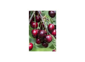 4063654224457 - Prunus avium Kordia -R- Süßkirsche 150–200 cm