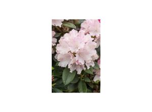 4063654086826 - Rhododendron yakushimanum Schneekrone weiß 20–25 cm