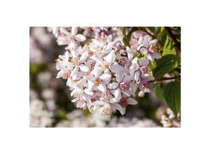 4063654816034 - Deutzia rosea Yuki Snowflake Maiblumenstrauch weiß 40–60 cm