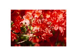 4063654067870 - Rhododendron luteum Fireball gelb-orange 40–50 cm