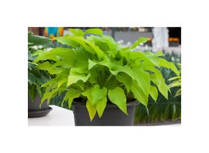 4063654300458 - Hosta x fortunei Sun Power Funkie gelbgrün ca 9x9 cm Topf