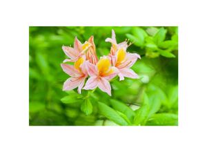 4063654088042 - Rhododendron luteum Josephine Klinger gelb 30–40 cm