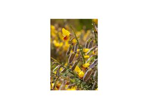 4063654319221 - Cytisus scoparius Jessica Besenginster gelb-rot 40–60 cm