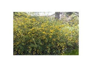 4063654812647 - Kerria japonica Japanische Kerrie gelb 80–100 cm