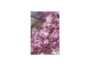 4063654234128 - Prunus subhirtella Autumnalis Winterkirsche zartrosa 60–100 cm