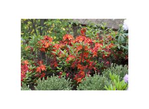 4063654076513 - Rhododendron luteum Parkfeuer gelb-orange 40–50 cm