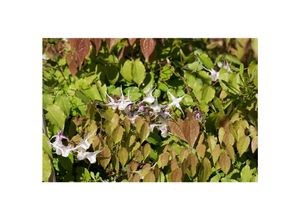 4063654257394 - Epimedium grandiflorum Akebono Elfenblume rosa ca 9x9 cm Topf