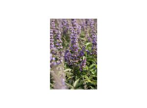 4063654839408 - Vitex agnus-castus Delta Blues Mönchspfeffer blau 40–60 cm