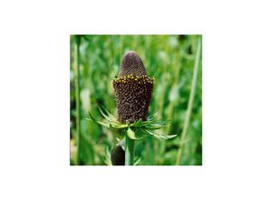 4063654309833 - Rudbeckia occidentalis Green Wizard schwarz-grün ca 9x9 cm Topf