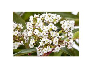4063654849674 - Viburnum davidii Immergrüner Schneeball 40–60 cm