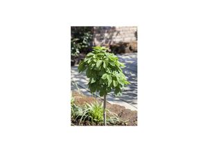 4063654001713 - Aesculus hippocastanum Monstrosa Rosskastanie 150 cm Stammhöhe