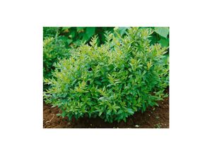 4063654819462 - Ligustrum vulgare Lodense Gewöhnlicher Liguster kompakt 30–40 cm 4063654819462 - Ligustrum vulgare Lodense Gewöhnlicher Liguster kompakt 30–40 cm