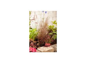 4063654850700 - Carex buchananii Red Rooster Rotbraune Segge 2 Liter Container