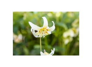 4063654295167 - Erythronium tuolumnense White Beauty Hundszahn weiß ca 9x9 cm Topf