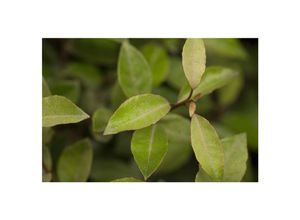 4063654816317 - Elaeagnus ebbingei immergrün silbrig 30–40 cm