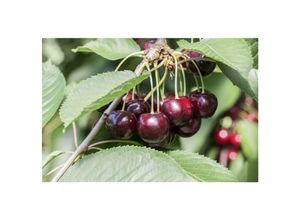 4063654250869 - Prunus cerasus Morellenfeuer Sauerkirsche 40 cm Stammhöhe rot