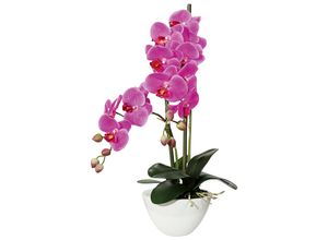 4003529985045 - Kunstpflanze CREATIV GREEN Orchidee Kunstpflanzen Gr B H 10 cm x 50 cm 1 St lila Kunstorchidee Kunstpflanze Zimmerpflanze Künstliche Zimmerpflanzen Kunstpflanzen