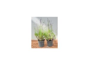 4063654258346 - Lavandula angustifolia Hidcote Blue Lavendel blau ca 9x9 cm Topf