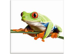 4058661604286 - Glasbild ARTLAND Frosch auf einem Blatt Bilder Gr B H 20 cm x 20 cm Wassertiere 1 St weiß Glasbilder Bilder in verschiedenen Größen 4058661604286 - Glasbild ARTLAND Frosch auf einem Blatt Bilder Gr B H 20 cm x 20 cm Wassertiere 1 St weiß Glasbilder Bilder in verschiedenen Größen