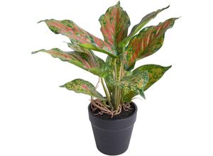 8505451870018 - Künstliche Zimmerpflanze BOTANIC-HAUS Caladium Kunstpflanzen Gr Ø H 24 cm x 25 cm bunt (grün hellgrün rotbraun) Künstliche Zimmerpflanzen