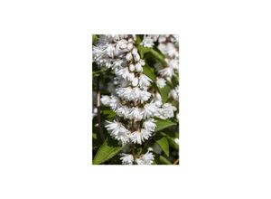 4063654255307 - Deutzia magnifica Maiblumenstrauch weiß 60–100 cm