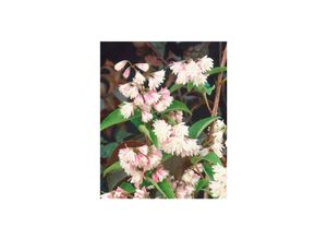4063654243267 - Deutzia scabra Codsall Pink Maiblumenstrauch rosa 40–60 cm