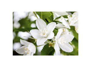 4063654819226 - Deutzia gracilis Maiblumenstrauch weiß 40–60 cm