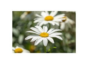 4063654302773 - Leucanthemum x superbum Gruppenstolz Margerite weiß ca 9x9 cm Topf
