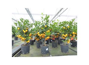 4251740103216 - Calamondin Stamm Busch Orange Citrus Mitis 70 - 80 cm Orangenbaum Calamondino Kalamansi